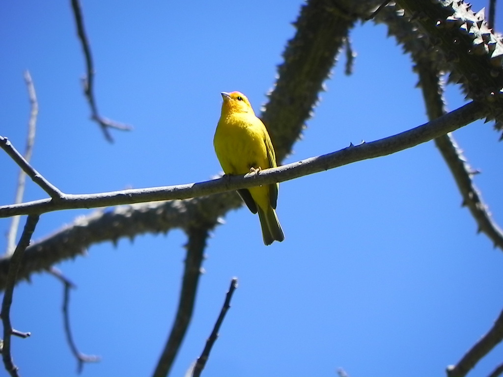 Saffron Finch from Brasília - DF, Brasil on April 27, 2024 at 11:24 AM ...