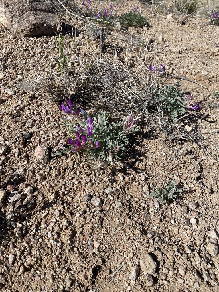 Freckled Milkvetch from Vista Sandia Equestrian Park, Albuquerque, NM ...