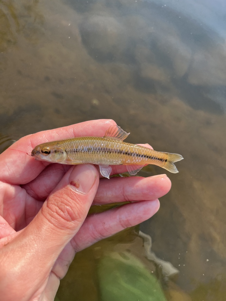 Bluntnose Minnow from Broad Run, Ashburn, VA, US on April 28, 2024 at ...