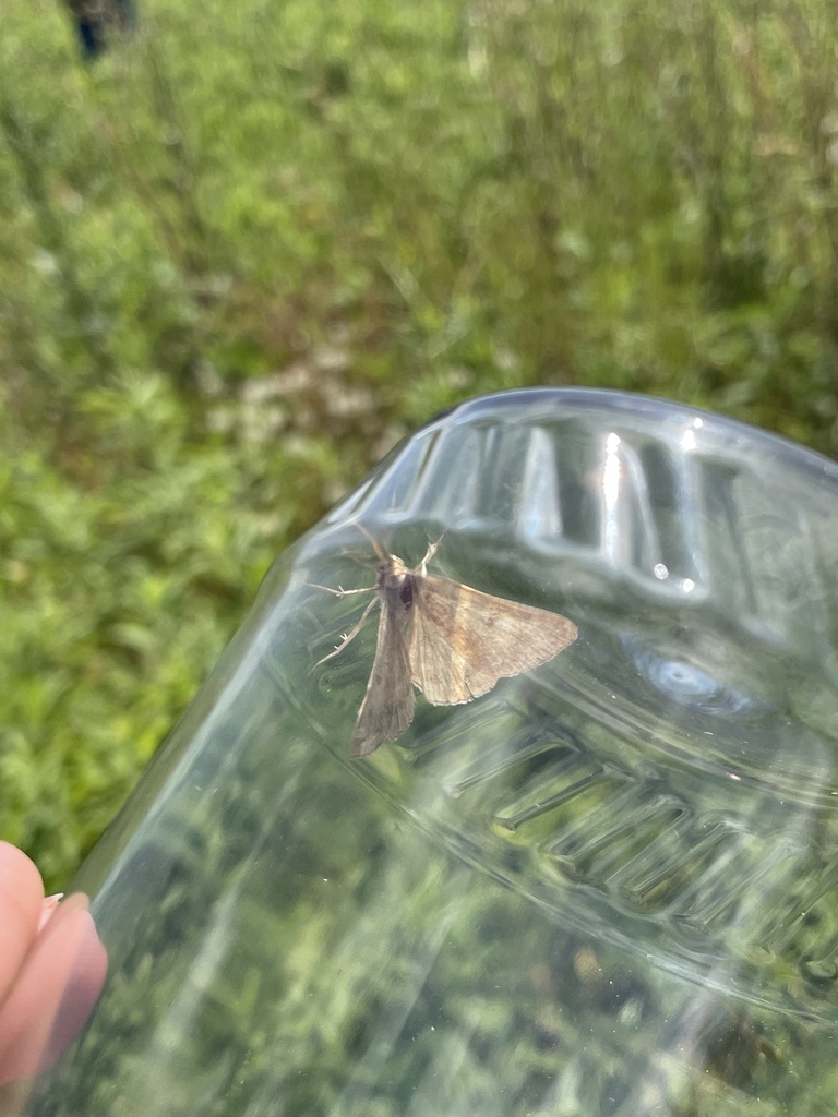 Vetch Looper Moth from Statesboro, GA, US on April 30, 2024 at 11:03 AM ...