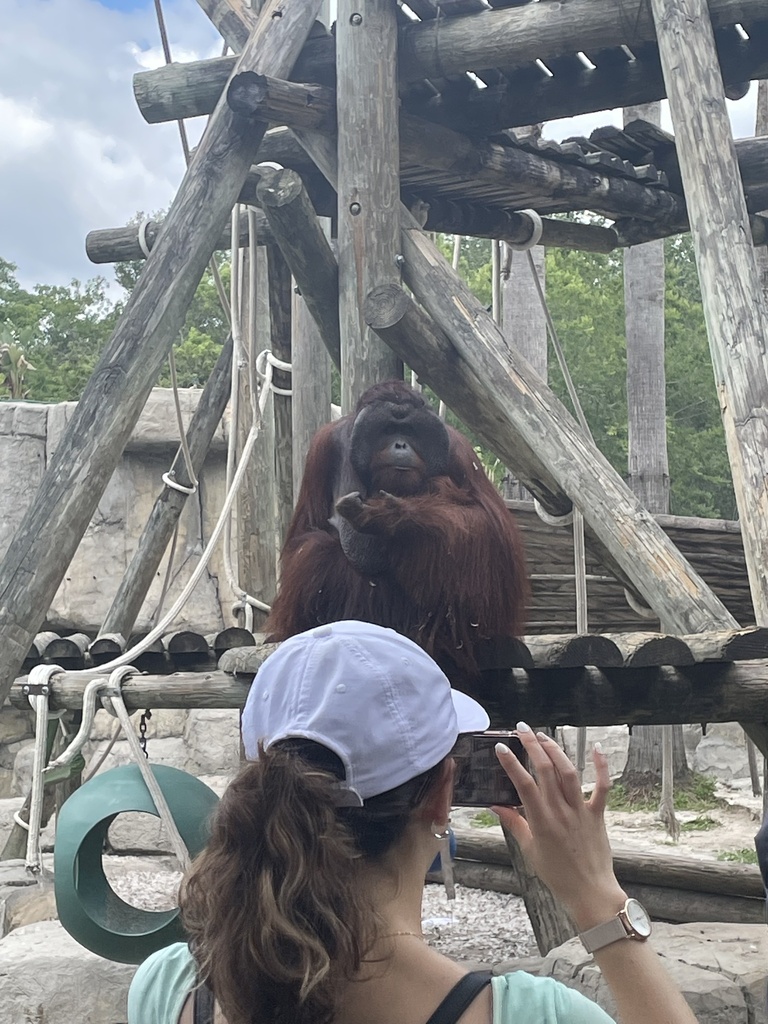 Bornean Orangutan in June 2022 by Jackson Ballard. At Tampa zoo ...