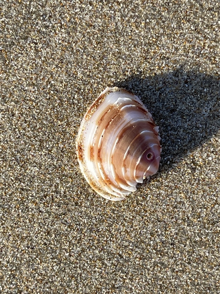 Bassina jacksonii from Woolgoolga Beach, Woolgoolga, NSW, AU on May 2 ...