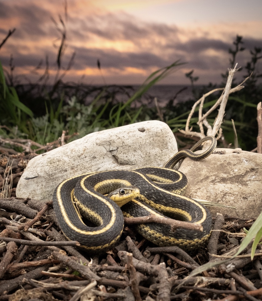 Coast Garter Snake in April 2024 by Ryan Singer · iNaturalist