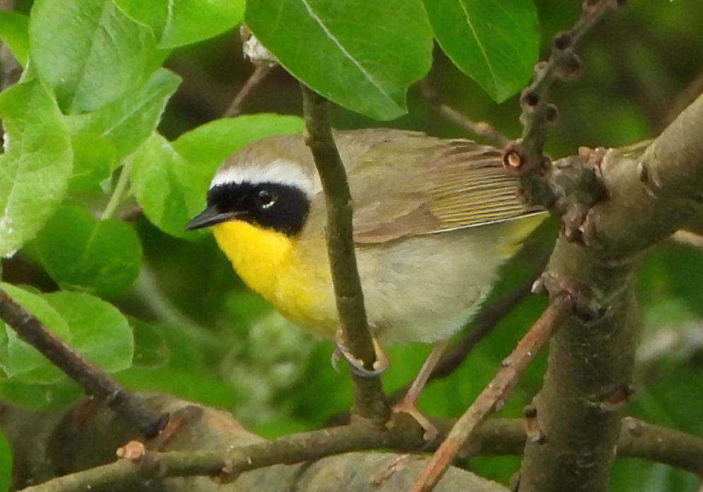 Common Yellowthroat from Astoria Airport Dike Trail on May 1, 2024 at ...
