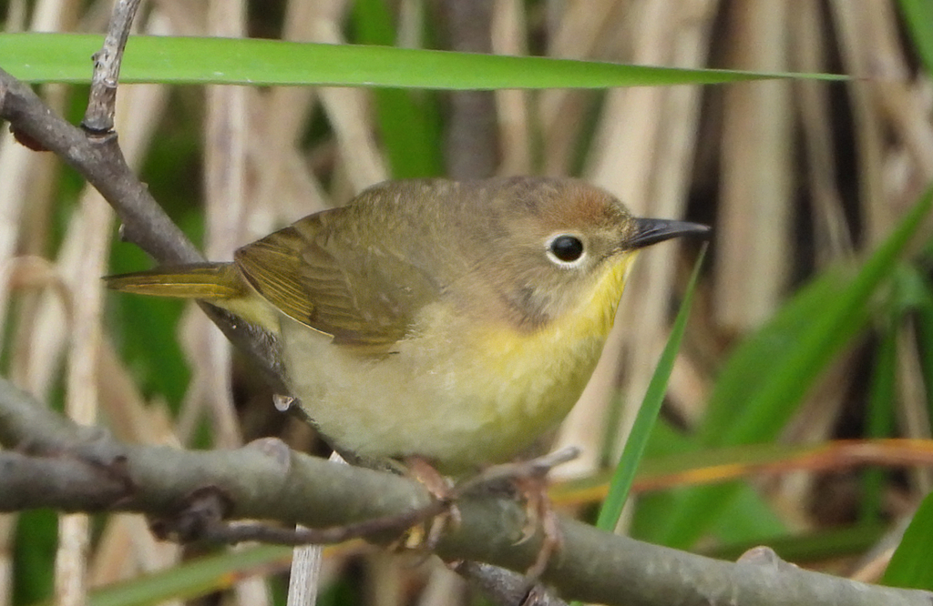 Common Yellowthroat from Astoria Airport Dike Trail on May 1, 2024 at ...