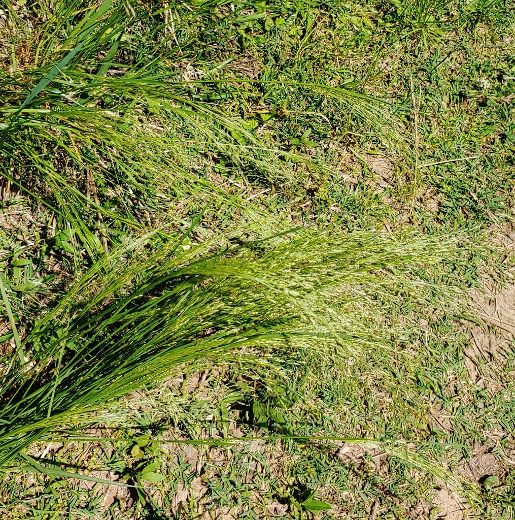 Winter Bentgrass from Dekalb County, GA, USA on May 1, 2024 at 12:24 PM ...