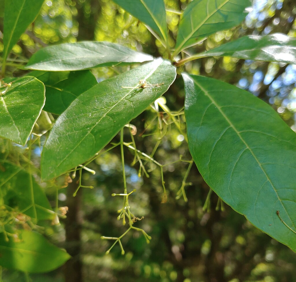 white fringetree from Dekalb County, GA, USA on May 1, 2024 at 12:25 PM ...