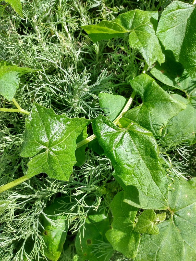 Man-roots from George F Canyon Nature Center and Preserve, 27305 Palos ...