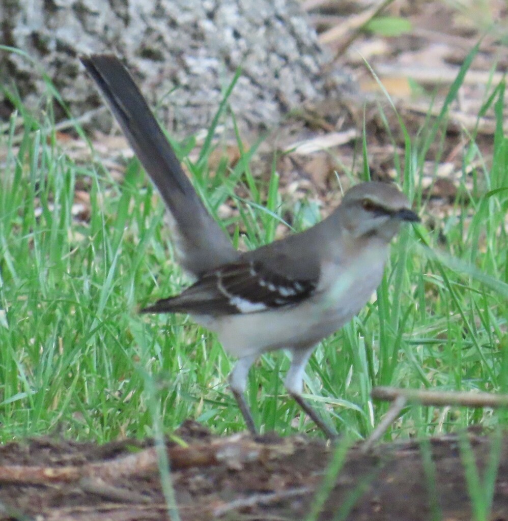 Northern Mockingbird from Missouri City, TX, USA on April 29, 2024 at ...