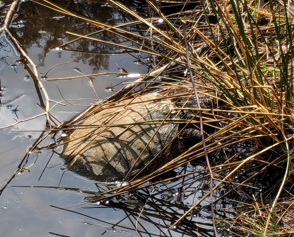 Common Snapping Turtle from Elka Park, NY 12427, USA on May 1, 2024 at ...