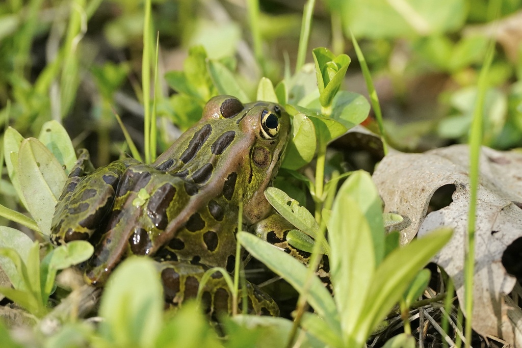Northern Leopard Frog from Judd Falls Rd, Ithaca, NY, US on May 1, 2024 ...