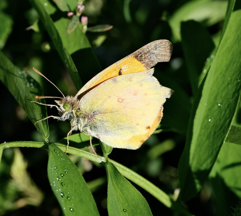 Colias vauthierii from Concepcion, Bío Bío, Chile on May 1, 2024 at 11: ...