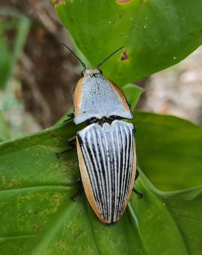 Chalcolepidius rugatus from San Andres, Guatemala on May 1, 2024 at 03: ...