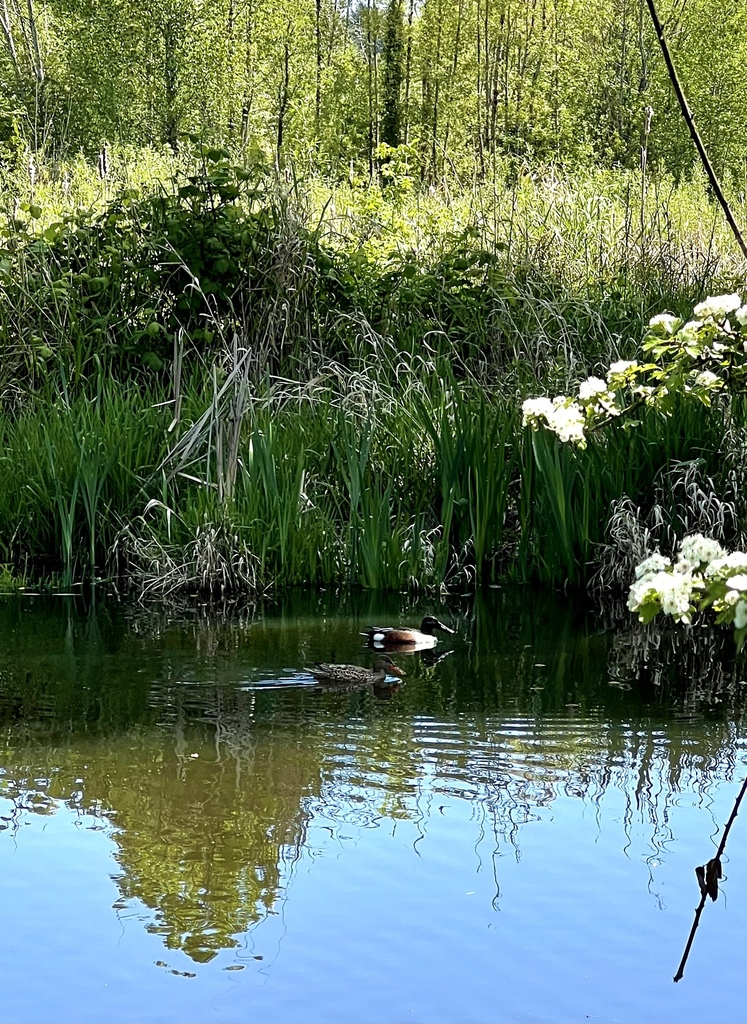 Northern Shoveler from University of Washington, Seattle, WA, US on May ...
