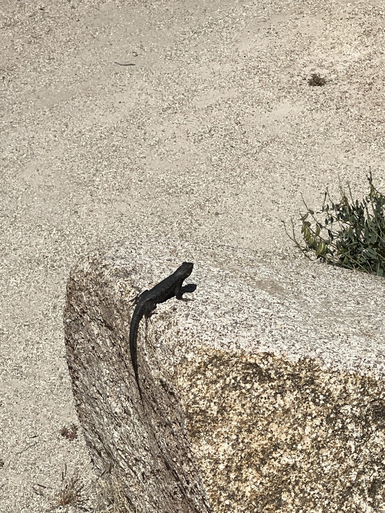 Great Basin Fence Lizard from Joshua Tree National Park, Desert Hot ...