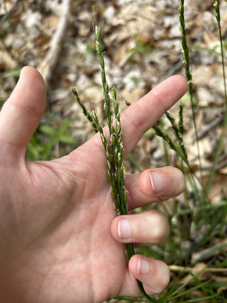 White-grained Mountain-ricegrass from Norfolk County, ON, CA on May 1 ...