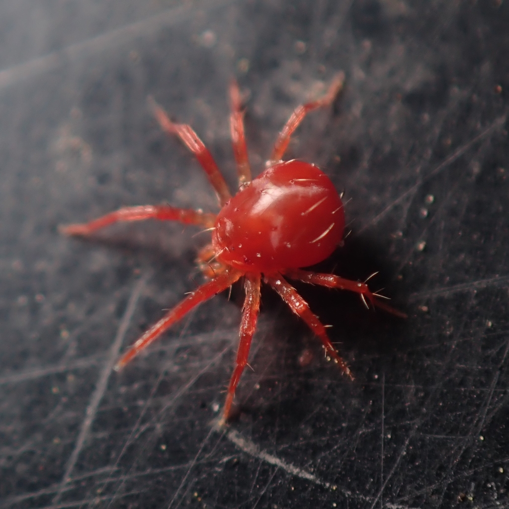 Whirligig Mites from St Mark's Church (Stop K), Bromley BR2 0TB, UK on ...