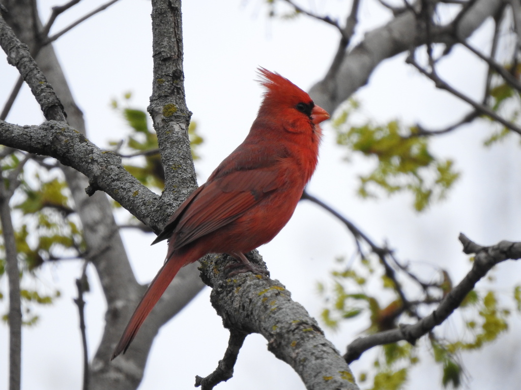 Northern Cardinal from Buffalo, MN 55313, USA on May 1, 2024 at 05:06 ...