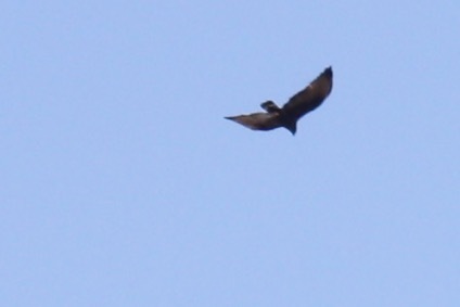 Zone-tailed Hawk from Izamal, Yuc., México on March 28, 2017 at 03:27 ...