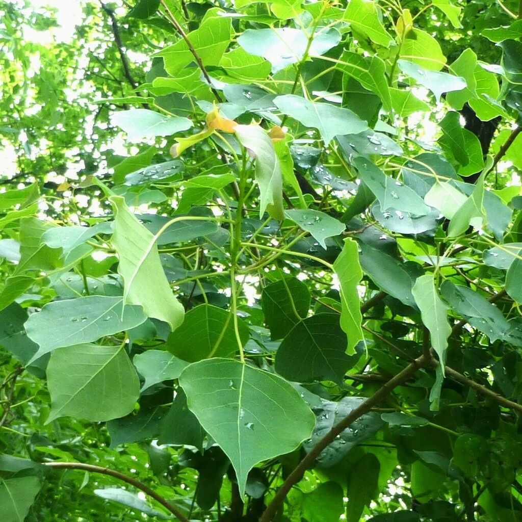 Chinese Tallow from Dallas, TX, USA on April 28, 2024 at 01:40 PM by ...
