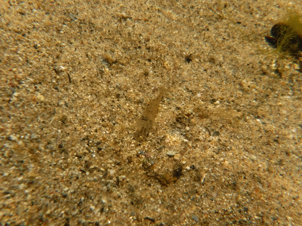 Sand Shrimp in April 2024 by elli · iNaturalist United Kingdom