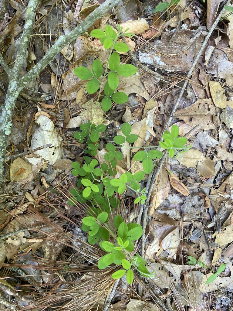 trailing lespedeza from James River National Wildlife Refuge, North Prince George, VA, US on May ...