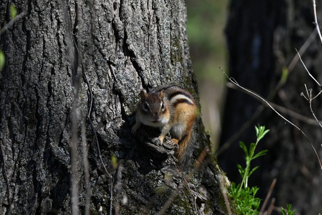Eastern Chipmunk from Susquehanna County, PA, USA on April 26, 2024 at ...