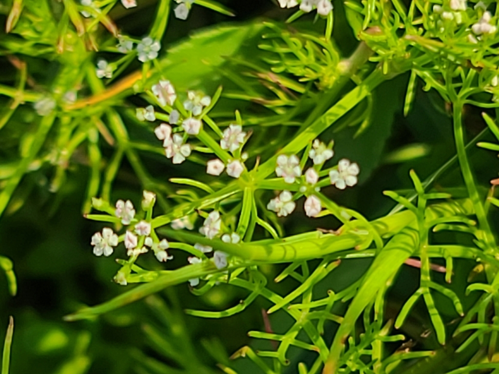 Apioideae from Orange Beach, AL, USA on May 1, 2024 at 06:10 PM by ...