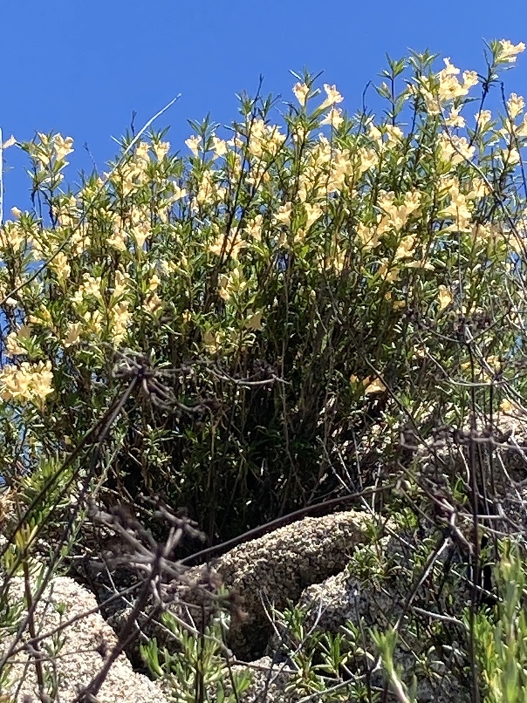 southern bush monkeyflower from Pacific Crest National Scenic Trail ...