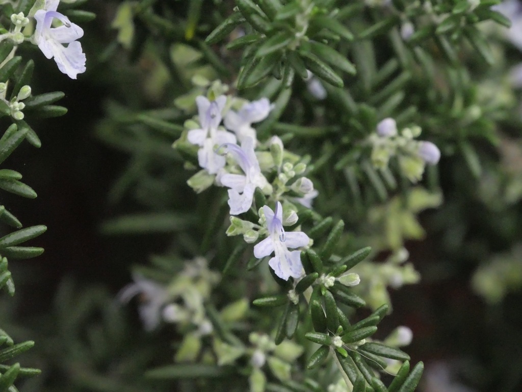 Rosemary from Karori, Wellington, New Zealand on April 27, 2024 at 09: ...