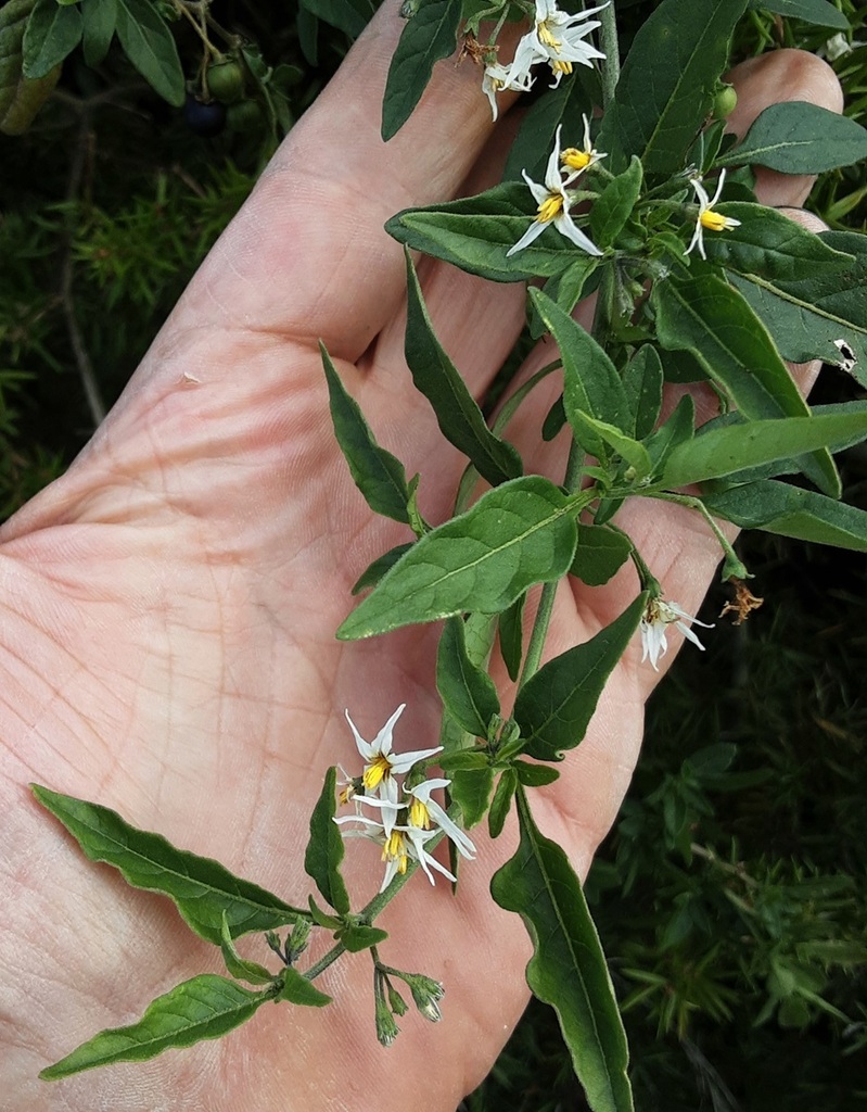 tall nightshade from Oberon NSW 2787, Australia on May 1, 2024 at 12:54 ...