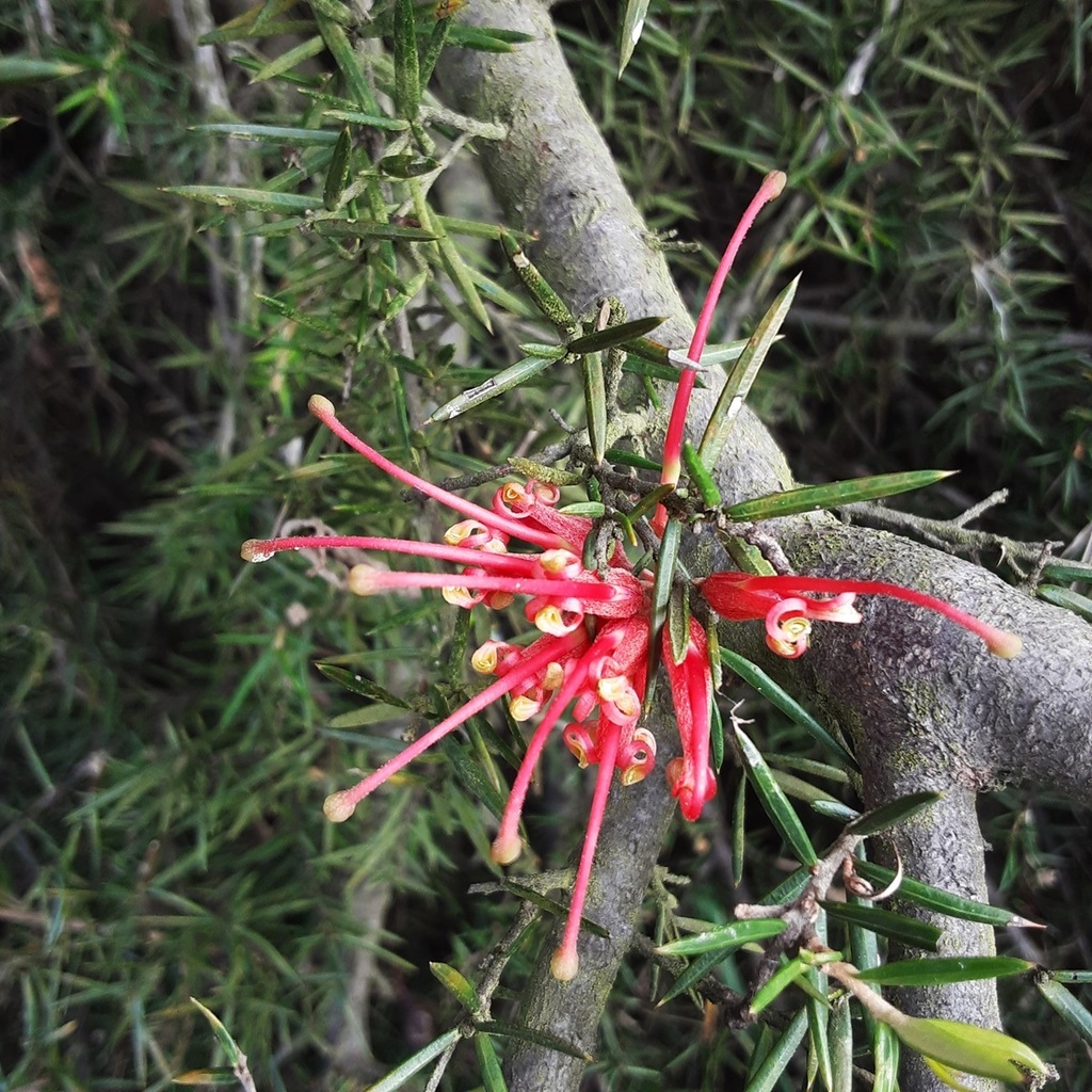 juniper-leaf grevillea from Oberon NSW 2787, Australia on May 1, 2024 ...