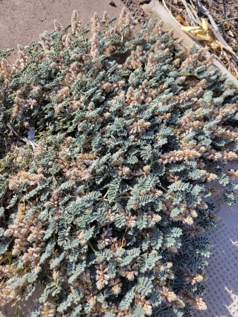 soft prairie clover from Townsite, Henderson, NV, USA on May 1, 2024 at ...