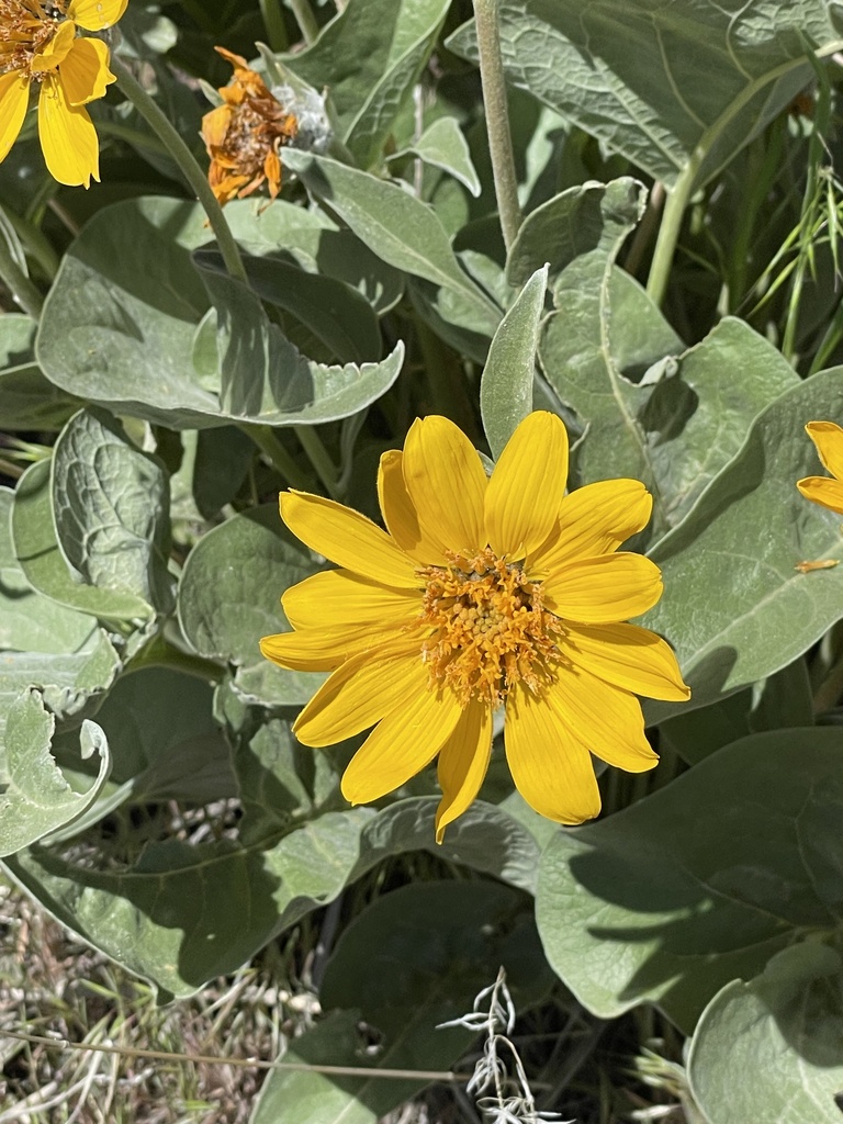 arrowleaf balsamroot from Andrews, OR, USA on May 1, 2024 at 10:46 AM ...