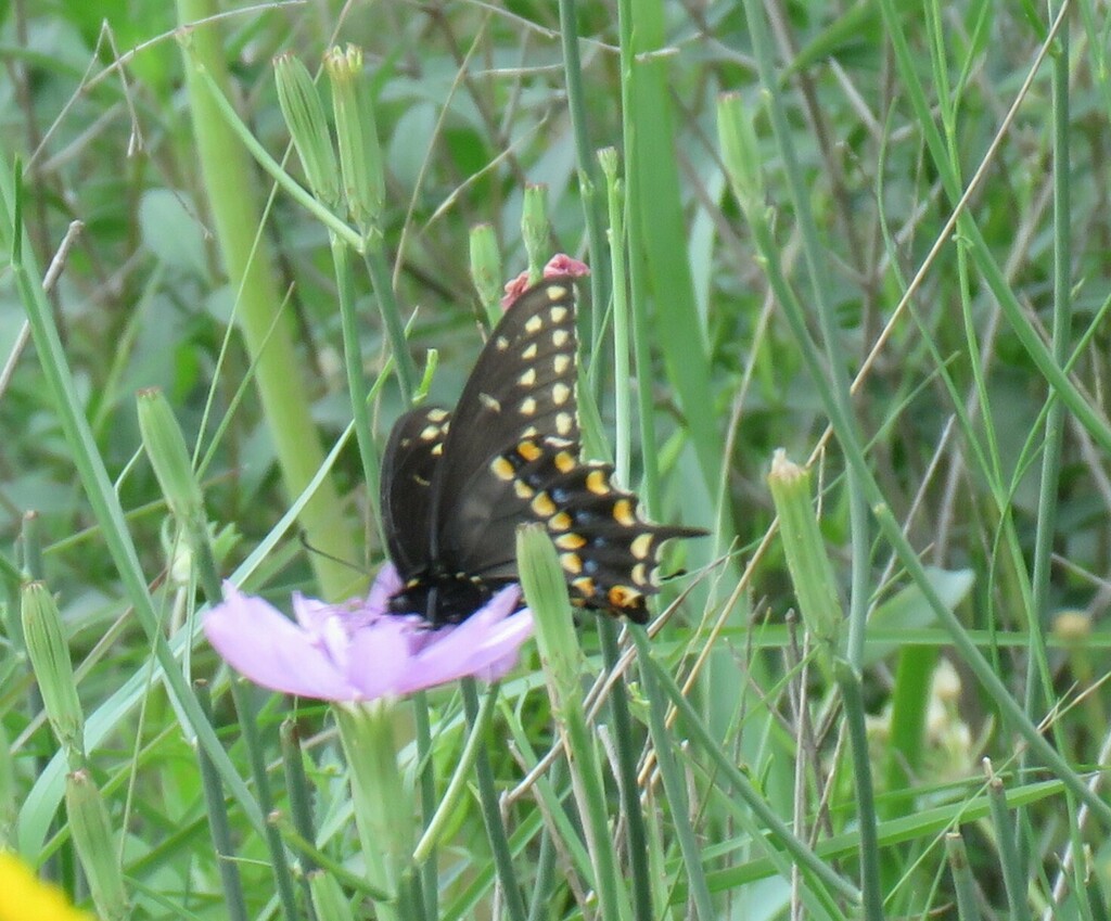 Black Swallowtail from Travis County, TX, USA on April 27, 2024 at 11: ...