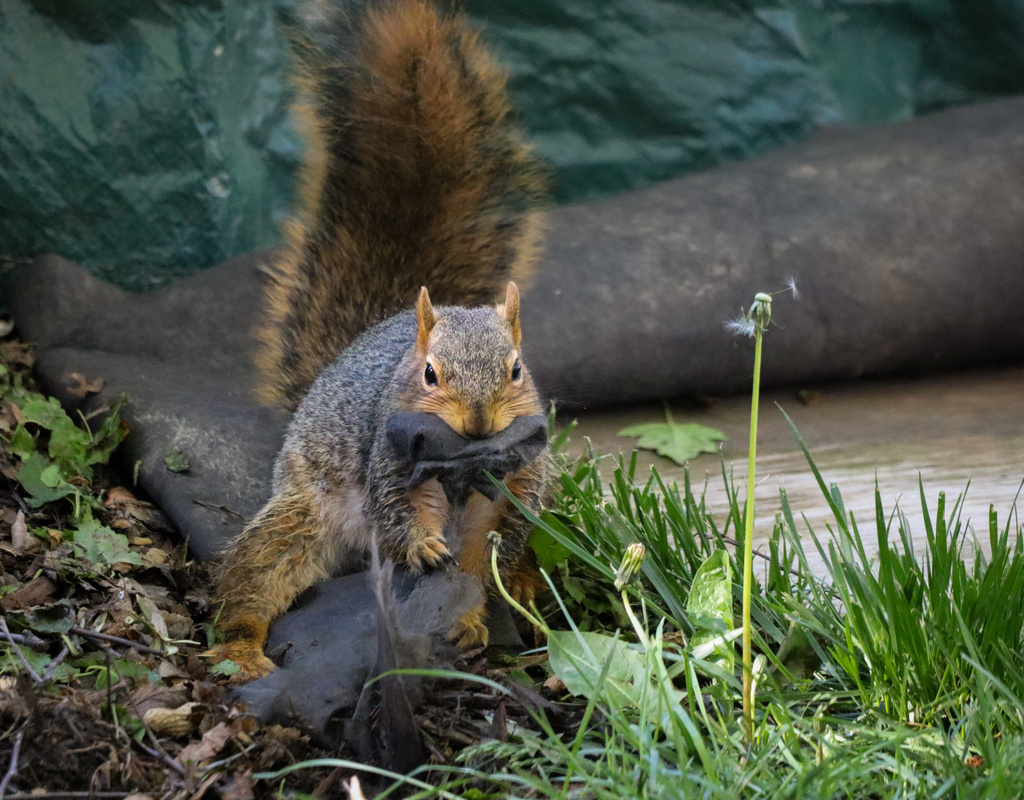 Eastern Fox Squirrel in April 2024 by tiller. collecting nest materials ...