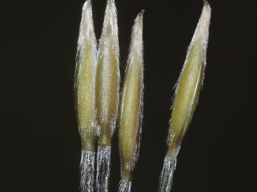 purple needlegrass (Nassella pulchra) - Botanical Realm