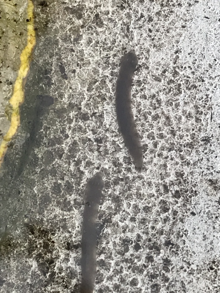 Dugesiidae from Calle Popocatépetl, Naucalpan, Edo. Méx., MX on May 1 ...