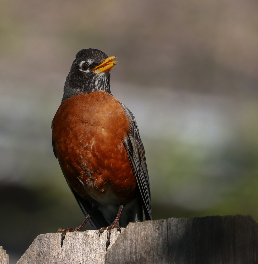 American Robin in April 2024 by tiller · iNaturalist