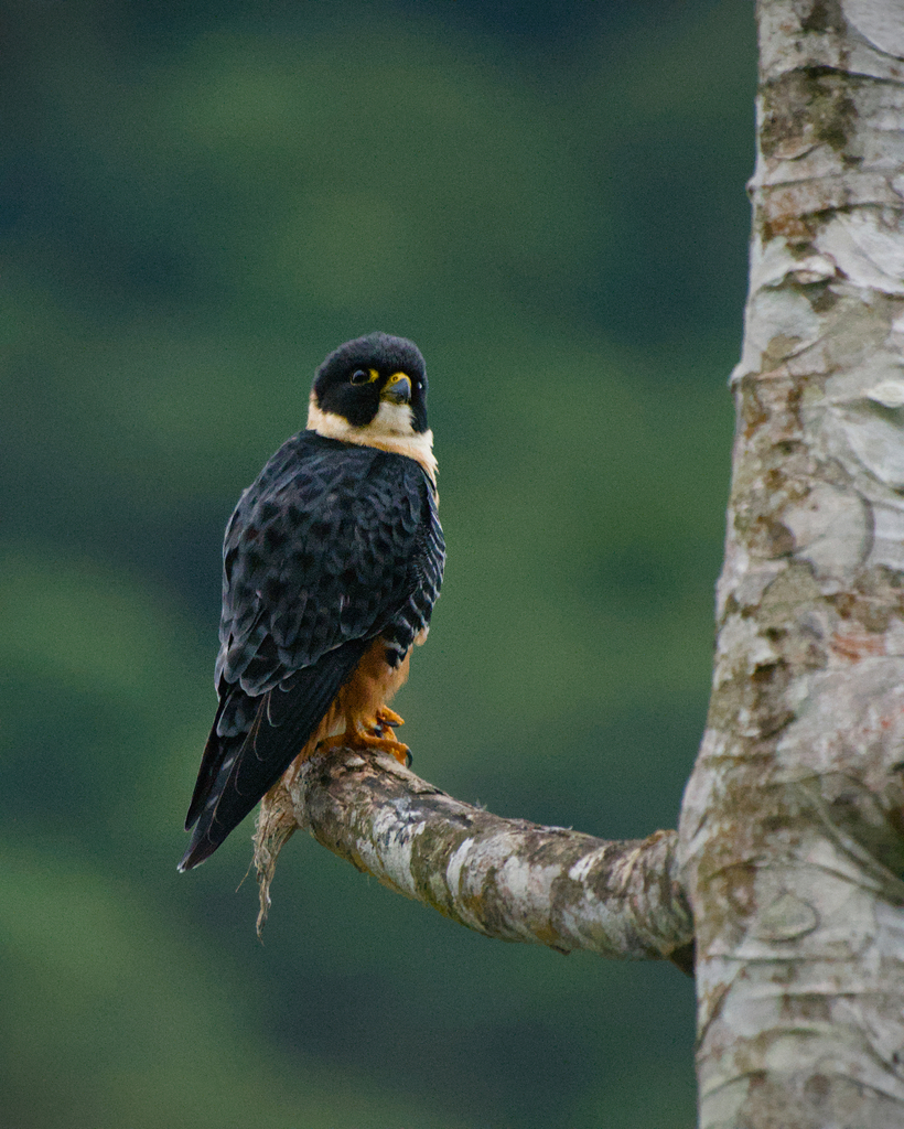 Bat Falcon from Legado das Águas - Sede - Miracatu, SP, 11850-000 ...