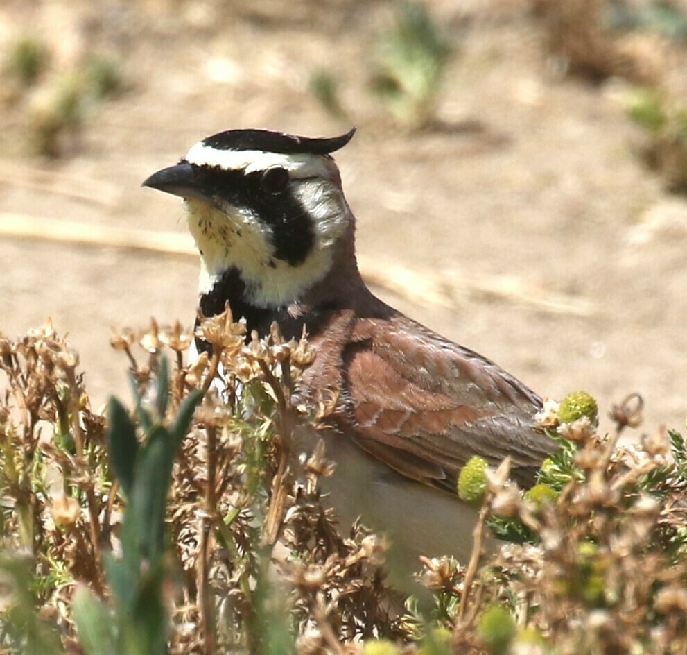 Horned Lark from Mission Bay, San Diego, CA, USA on May 1, 2024 at 11: ...