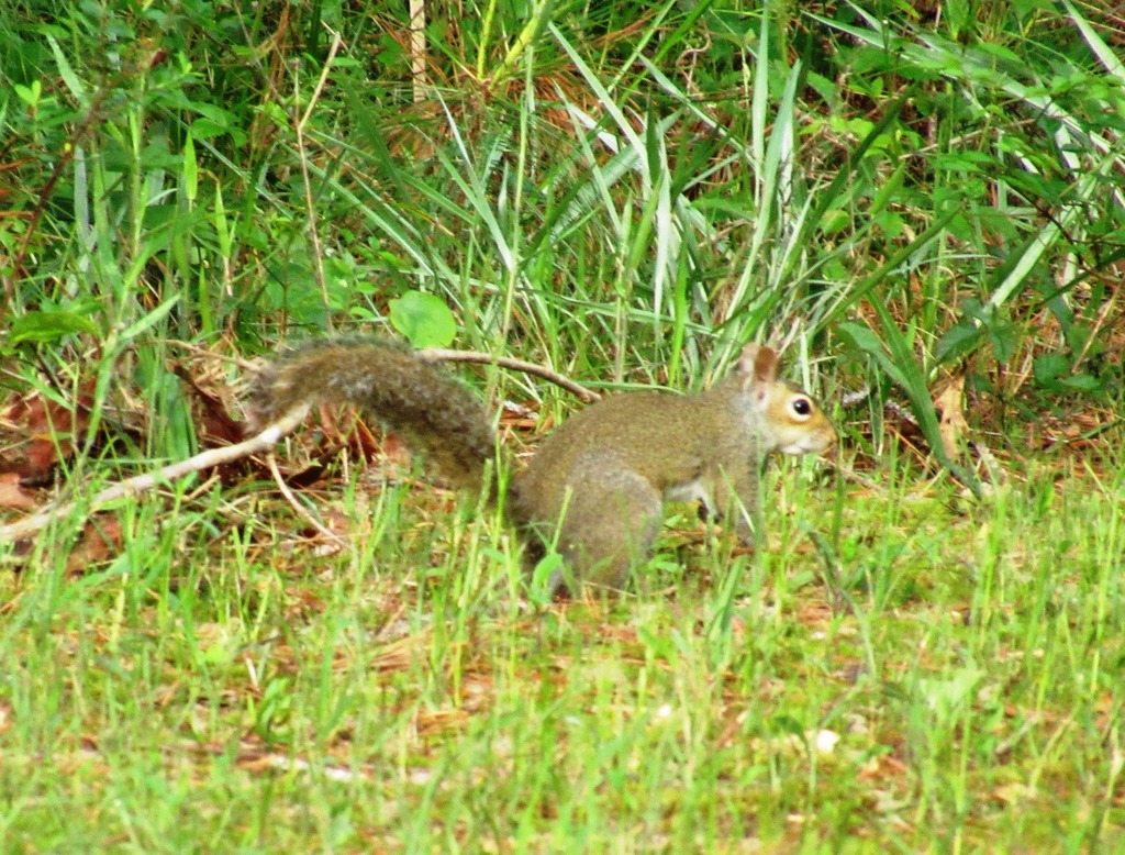 Eastern Gray Squirrel from Montgomery County, TX, USA on April 28, 2019 ...
