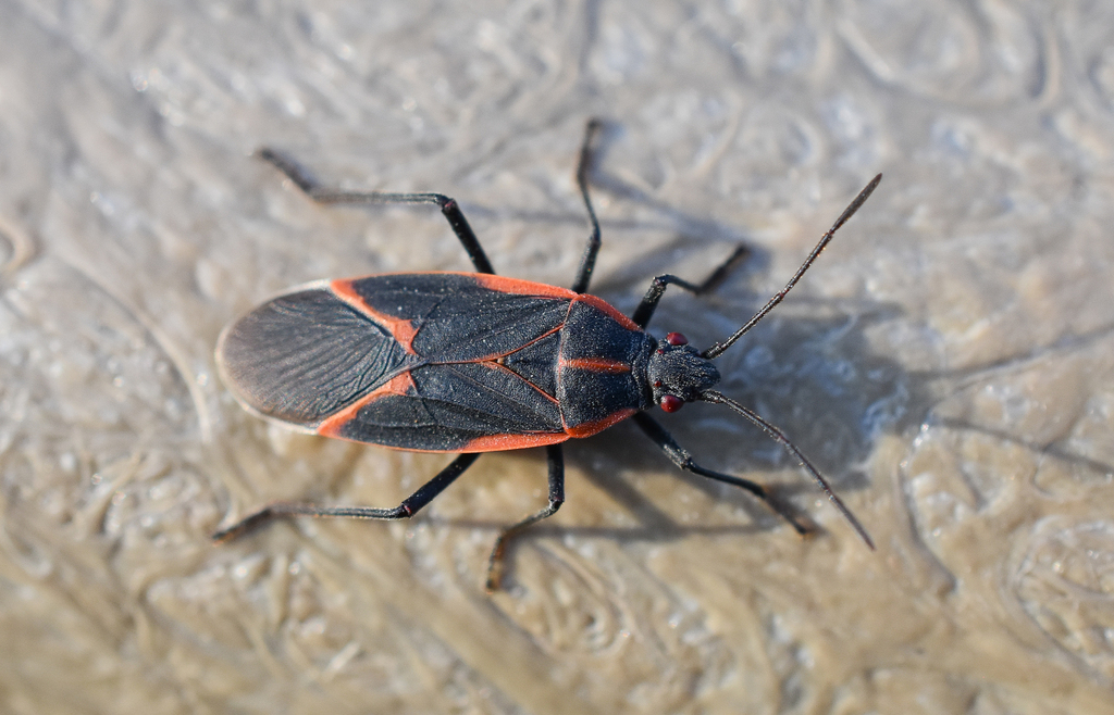 Eastern Boxelder Bug from Old Mill, York, ON, Canada on April 27, 2024 ...