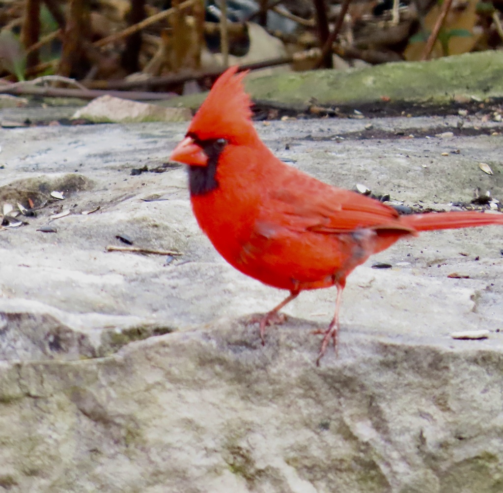 Northern Cardinal from Valley Inn Rd, Burlington, ON, CA on May 1, 2024 ...