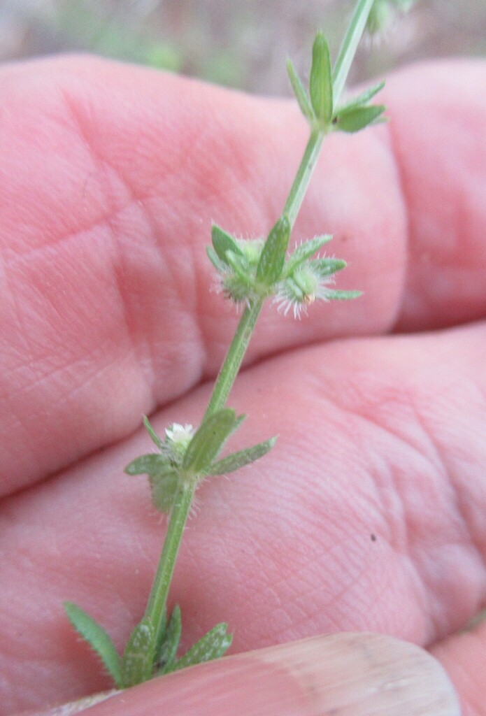 Southwestern bedstraw from CR 314, Milam County, TX, USA on April 26 ...