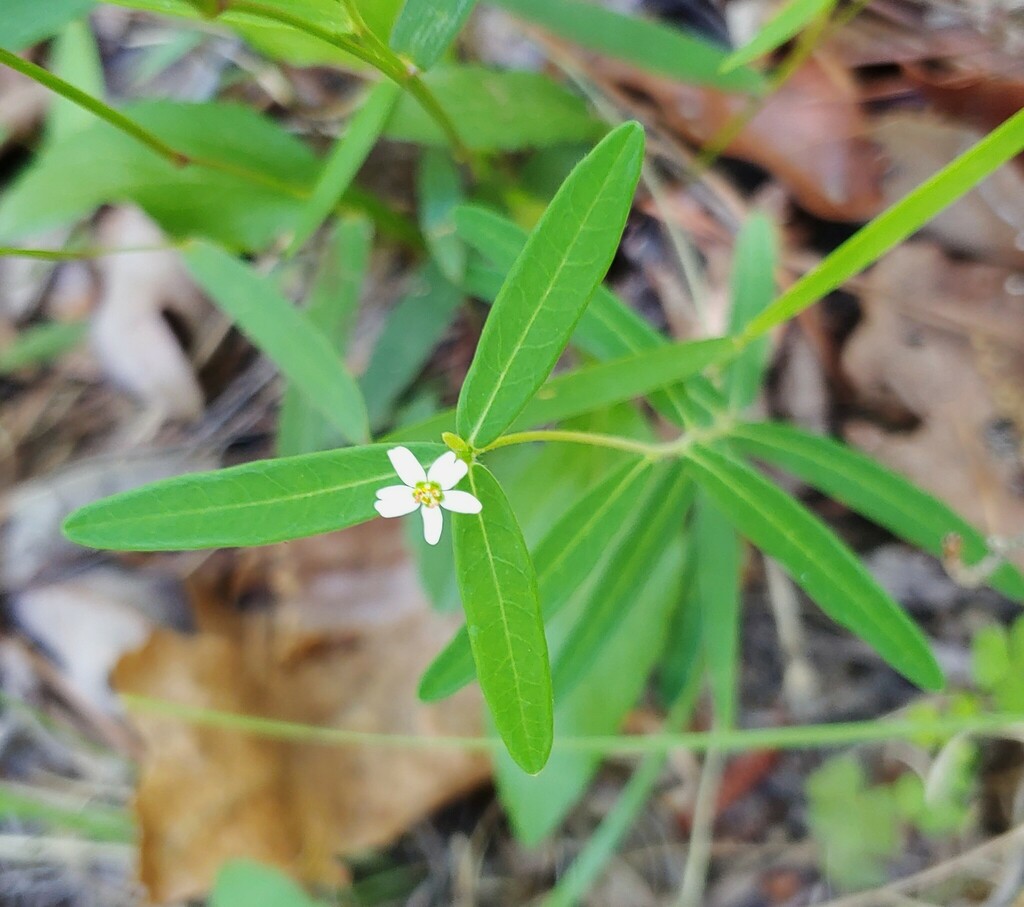 False Flowering Spurge from Dekalb County, GA, USA on May 1, 2024 at 10 ...