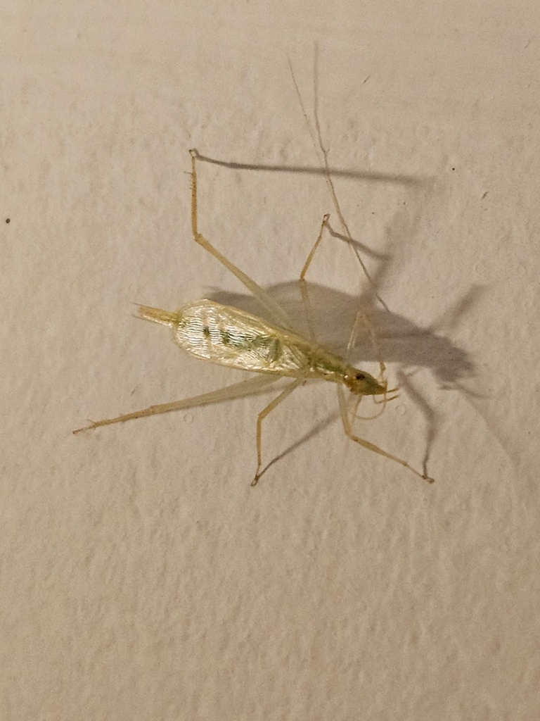 Common Tree Crickets by Rafael Gimenes Fernandes · iNaturalist