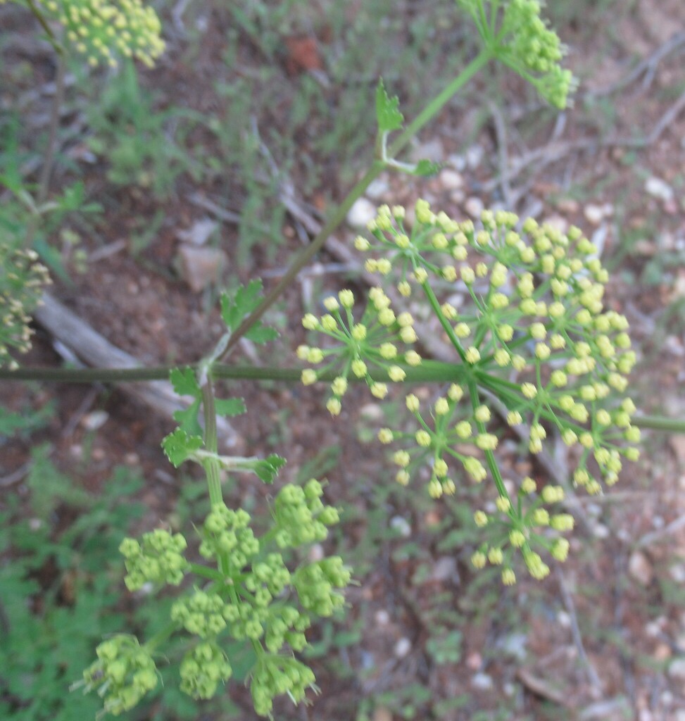 Texas Prairie Parsley from CR 314, Milam County, TX, USA on April 26 ...
