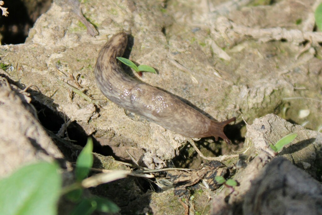 Milky Slug from Adams County, PA, USA on May 1, 2024 at 11:24 AM by ...