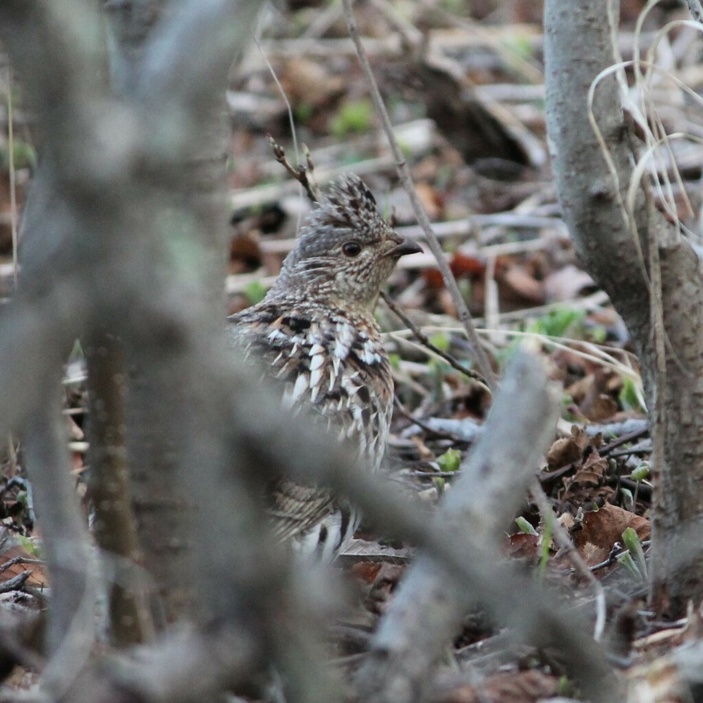 Ruffed Grouse from Cook County, MN, USA on May 1, 2024 at 07:18 PM by ...